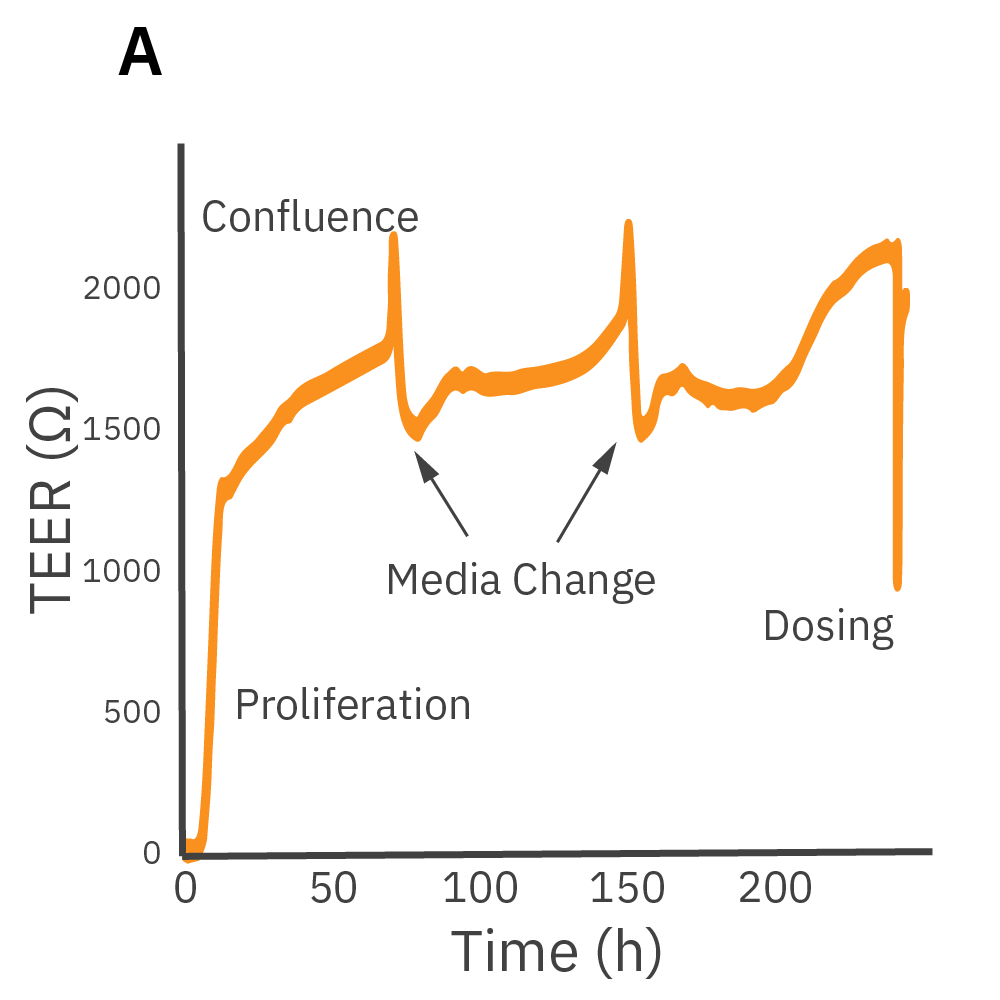 Barrier Function | Axion Biosystems